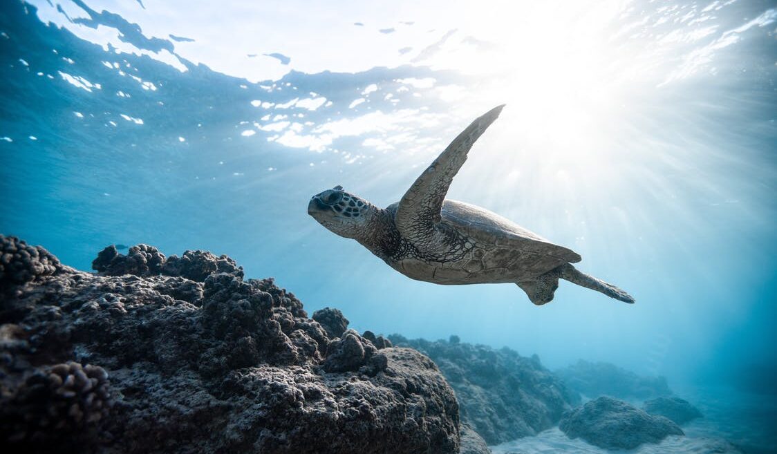 The Best Beach For Swimming With Sea Turtles in Curaçao